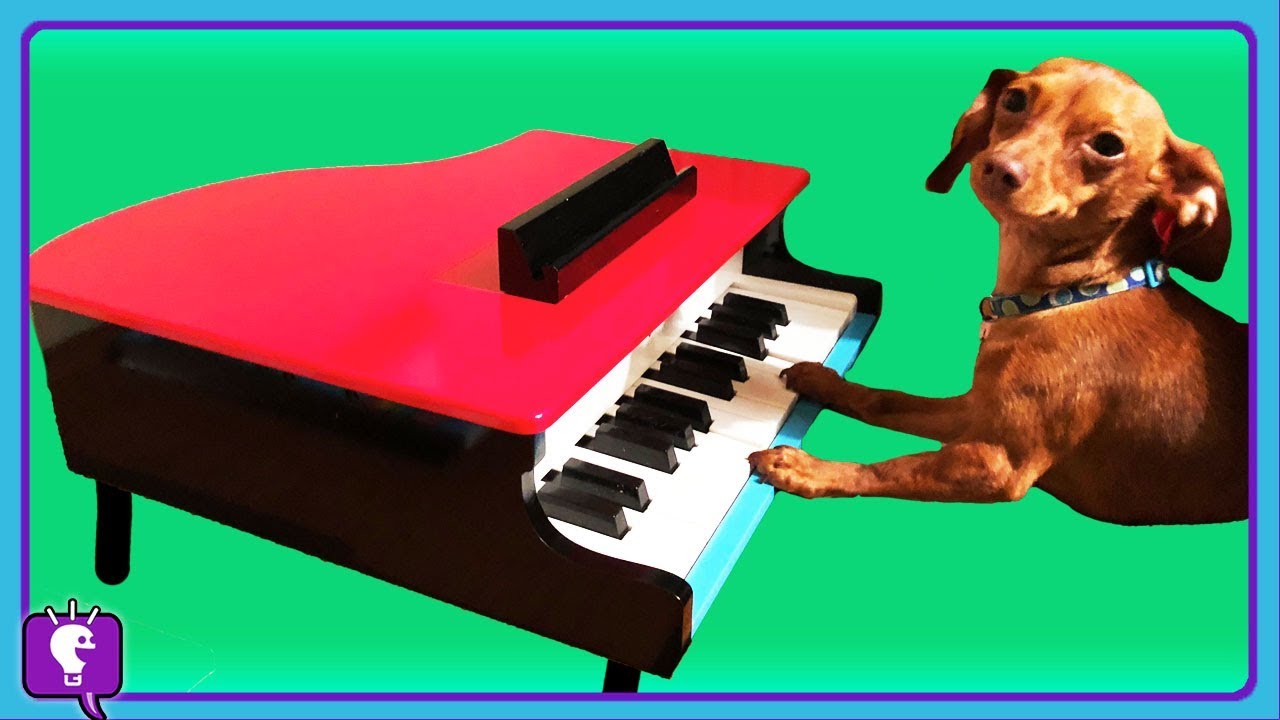 Our DOG PLAYS PIANO! HobbyBear Shows Off His Musical Skills with ...