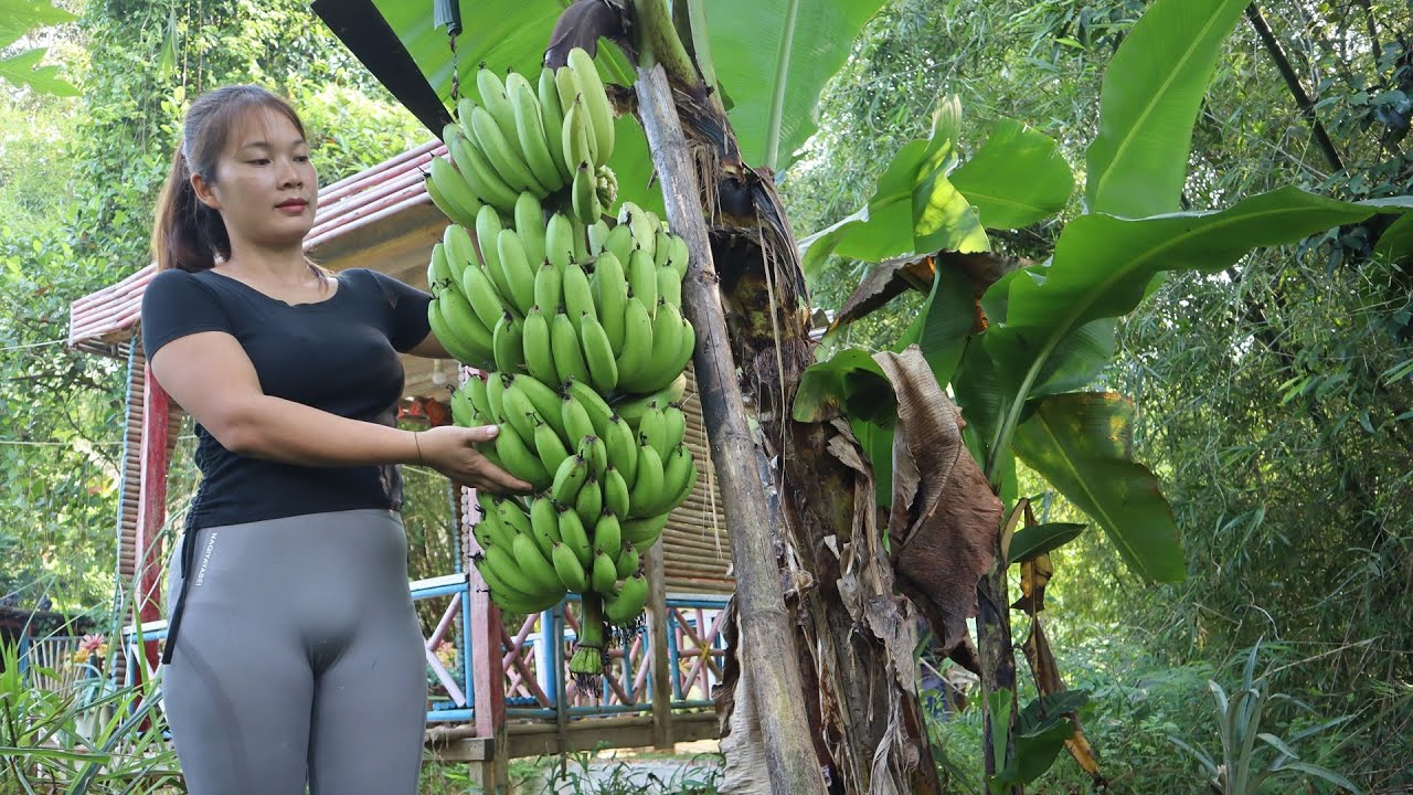 Farm with Junni. Harvest ripe bananas. Chicken farming. Living alone ...