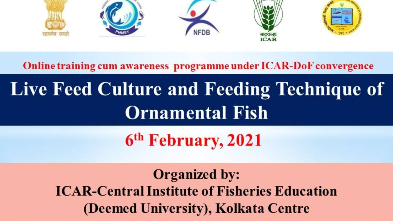Live feed culture and feeding technique of ornamental fish - YouTube