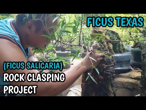 FICUS TEXAS ROCK CLASPING PROJECT - YouTube