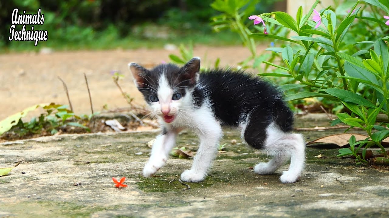 Very cute poor street kitten is running and crying meow meow to find ...