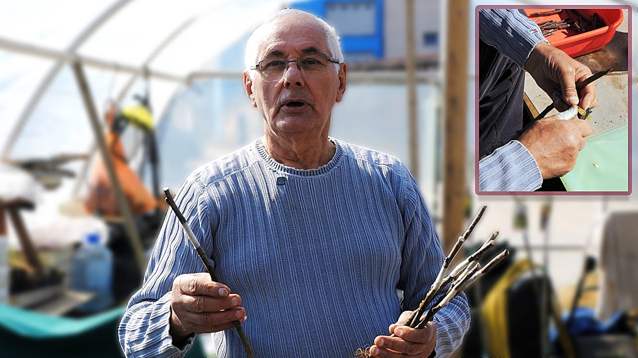 Kalemljenje iz ruke najbrži i najlakši način do nove sadnice - YouTube