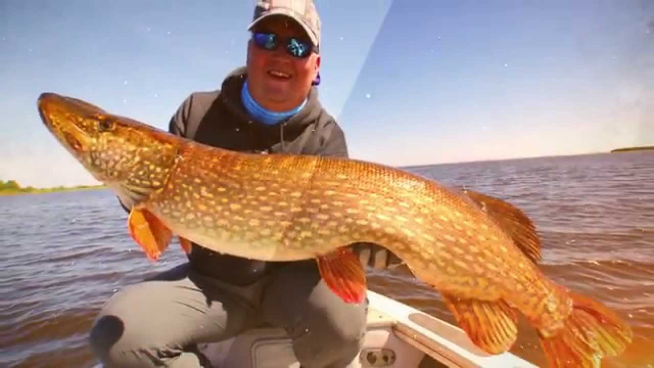 Огромные щуки России. Somewhere in Russia. Pike fishing in sommer time ...