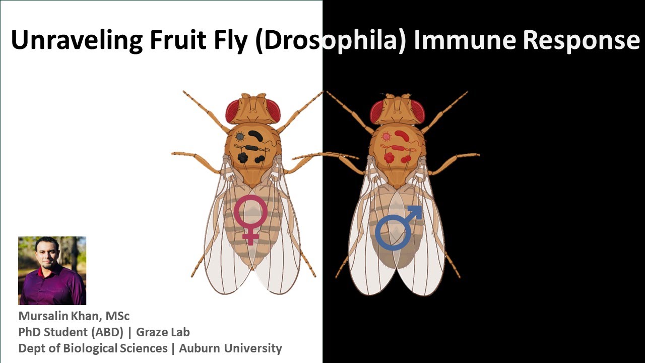 Fruit Fly (Drosophila) Research: How can we conduct experiments to ...