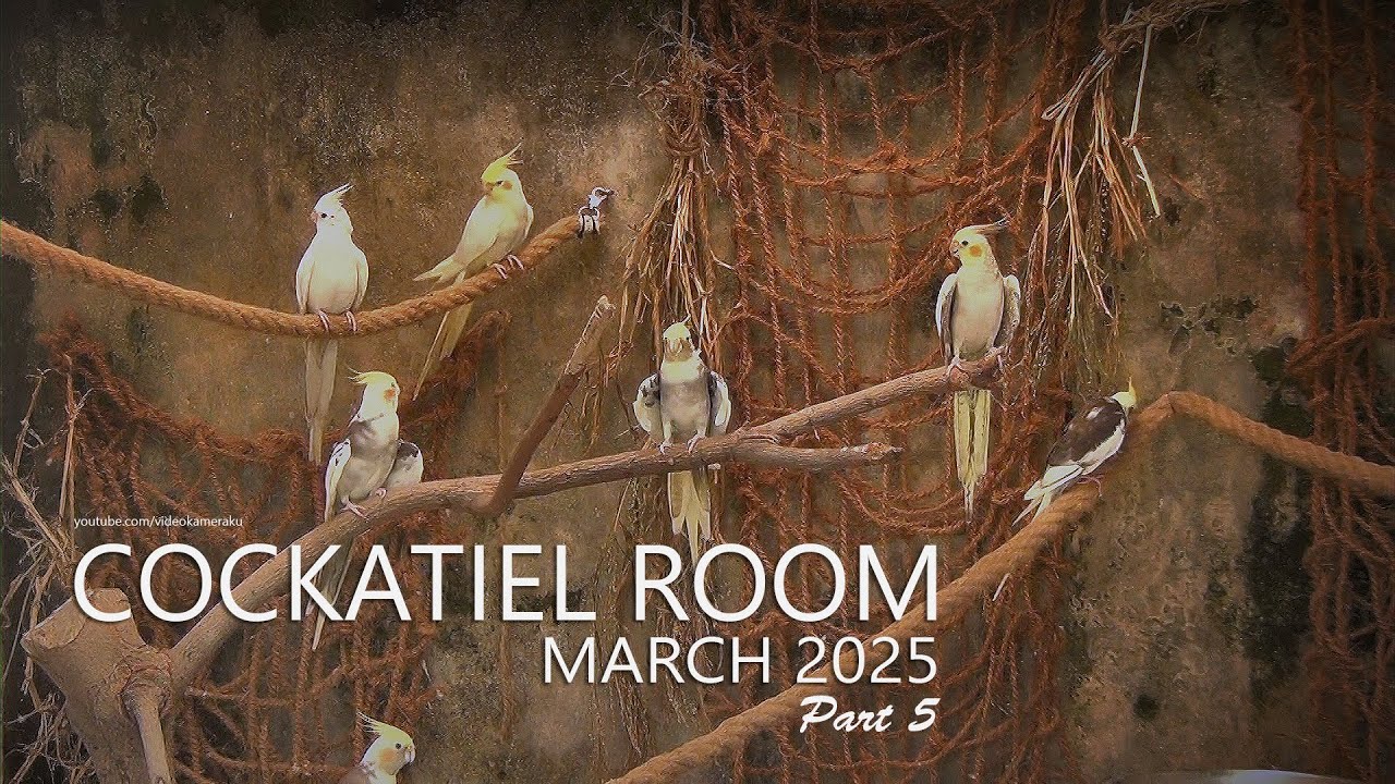 Cockatiel Room: March 2025 | Part 5 | Dry Wheat On The Wall - YouTube