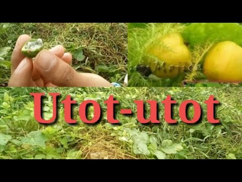 Passion Fruits [Utot-Utot] - YouTube