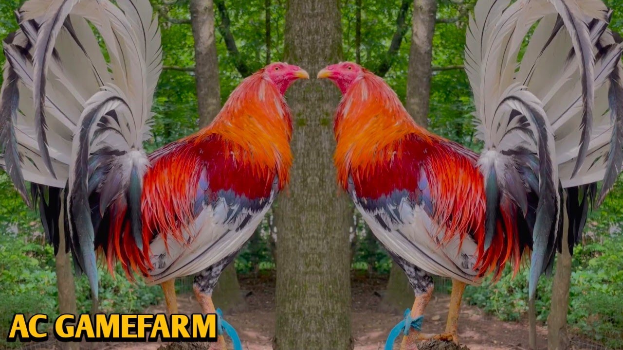 Spangled Kelso Greys Leiper - AC FARM - YouTube