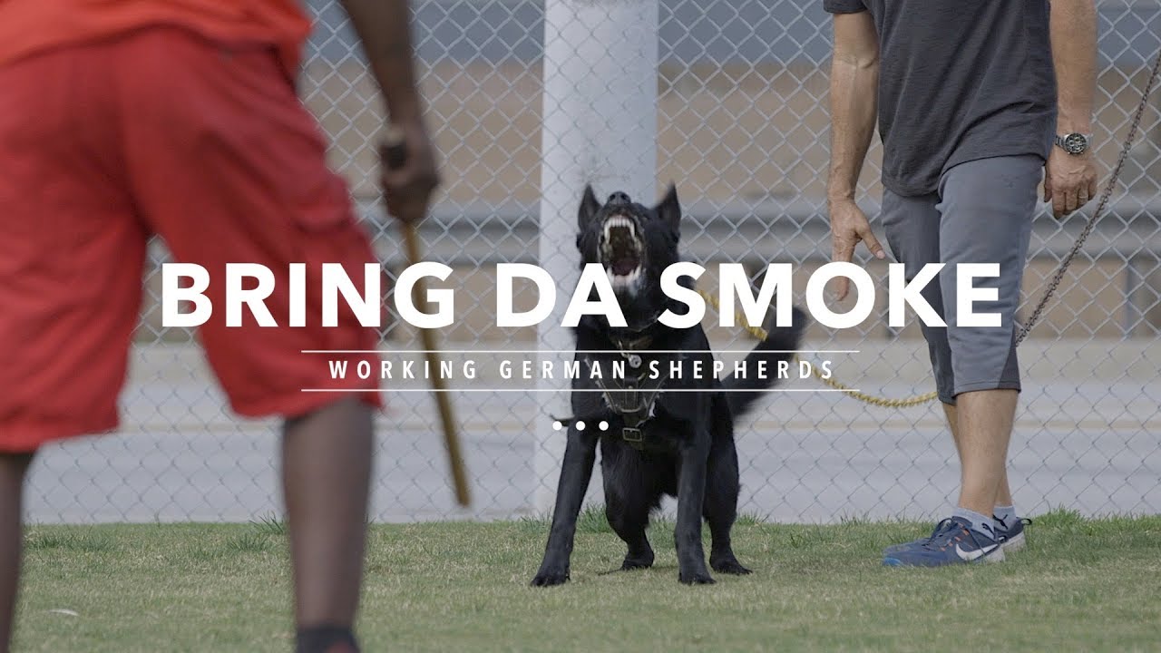 BRING DA SMOKE: WORKING LINE GERMAN SHEPHERDS - YouTube