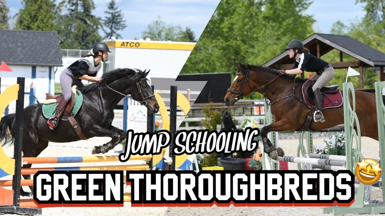 Jump Schooling Green Thoroughbreds| 2nd Off Property Jump School - YouTube