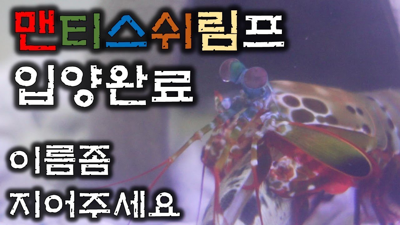 맨티스쉬림프 입양완료 ! ft. 이름좀 지어주세요 mentis shrimp life !~ - YouTube
