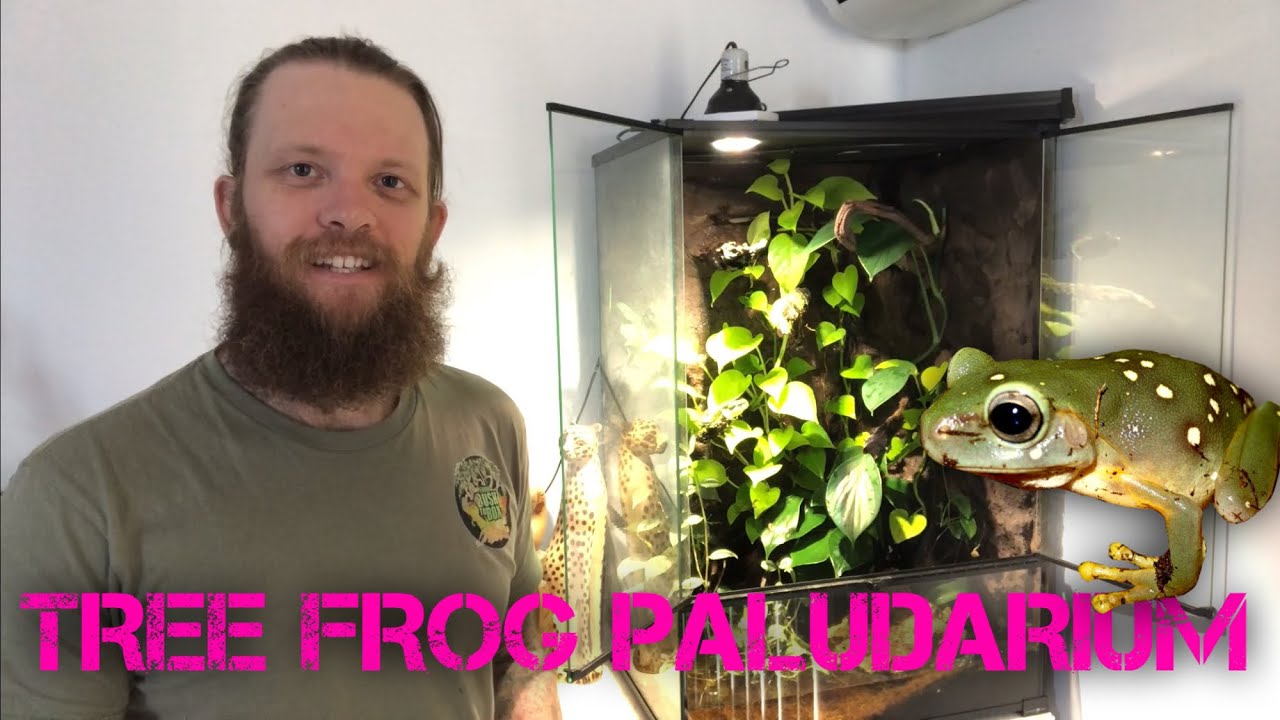 Update and Maintenance On Magnificent Tree Frog Paludarium! - YouTube