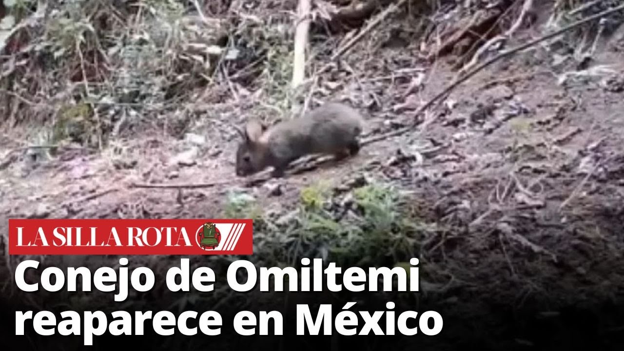 Conejo de Omiltemi reaparece tras 120 años en Guerrero - YouTube