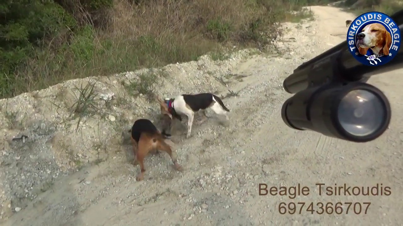 Beagle Tsirkoudis κυνηγι με Beagle 18-10-2019 - YouTube