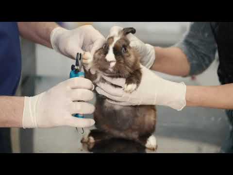 bunny getting a pedicure      #shorts