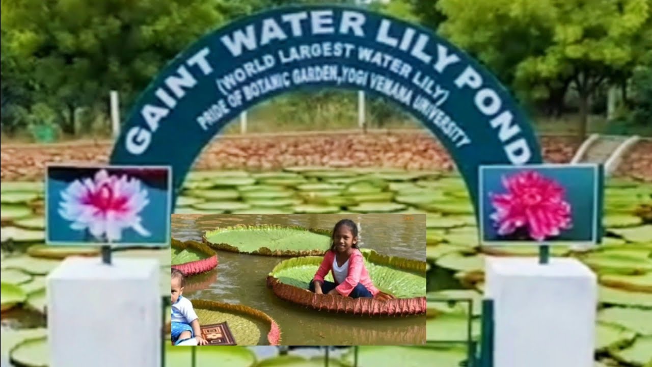 Botanical Garden - Giant Water Lily @YVU , Kadapa - YouTube