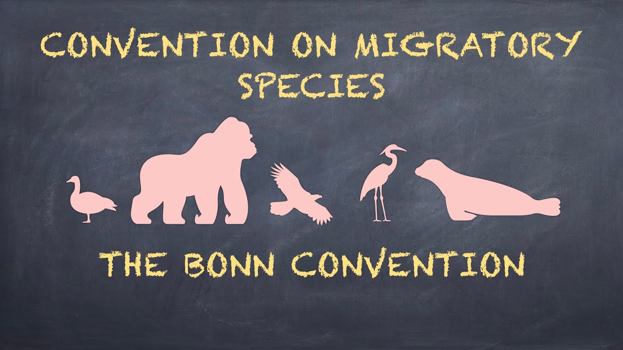 COP 13 India - CMS | Convention on Migratory Species | Bonn Convention ...
