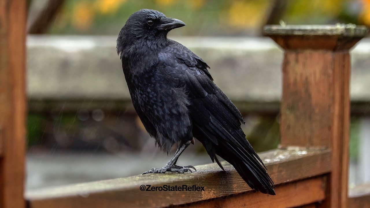 Take a Rain Break With a Crow - YouTube