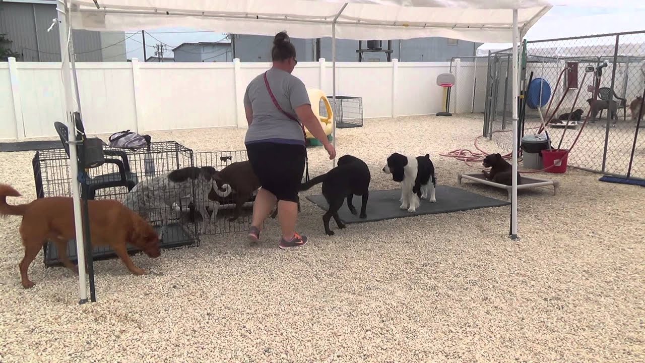 Dog Gone Fun Daycare, Training, and Boarding - YouTube