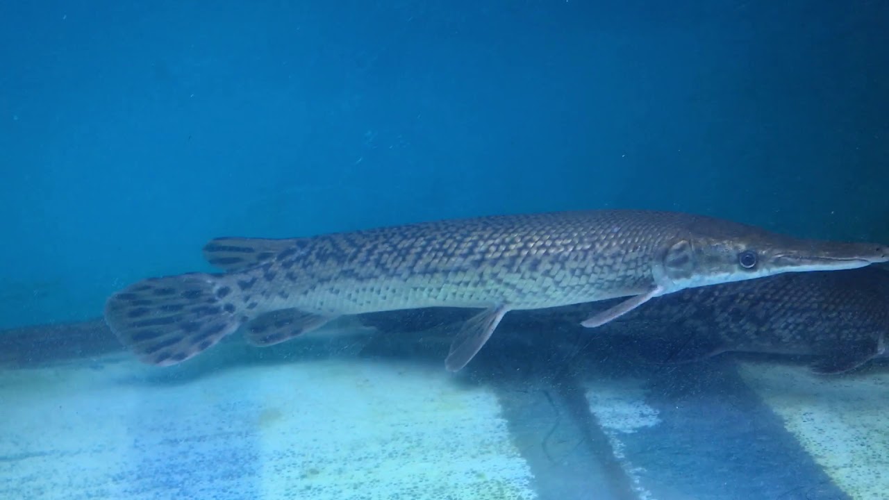 Alligator Gar 6ft Tank Full View - YouTube