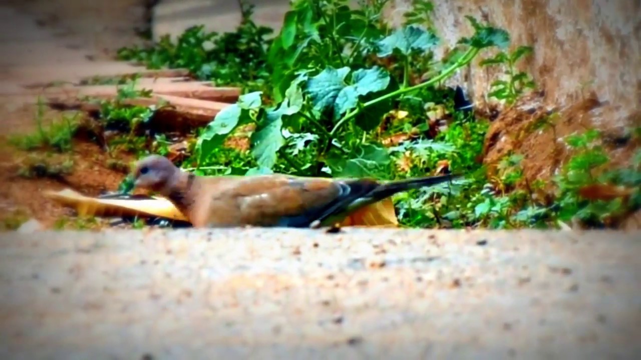 BEAUTIFUL PIGEON MOVING AROUND #Nikon D750 - YouTube