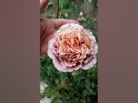 Роза Марракеш - YouTube
