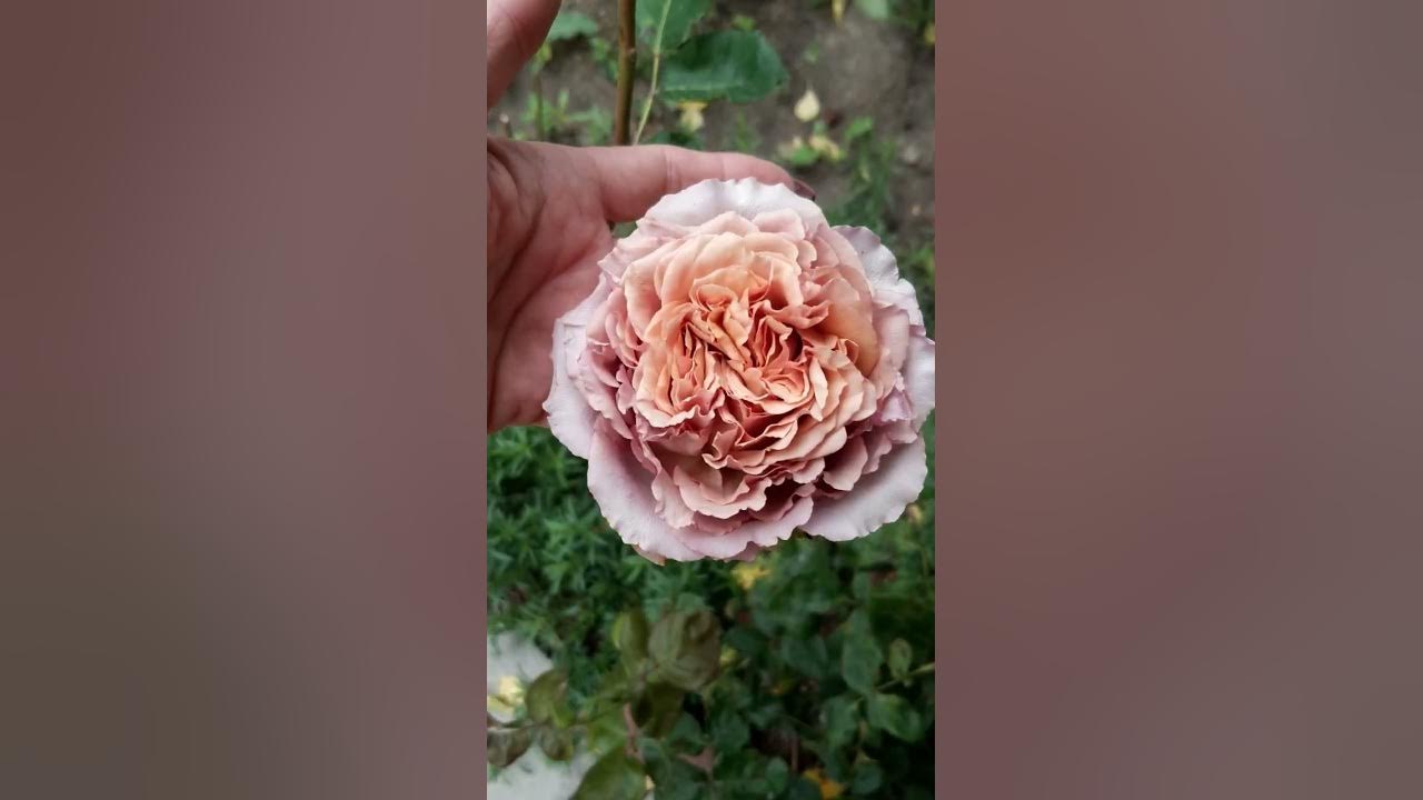 Роза Марракеш - YouTube