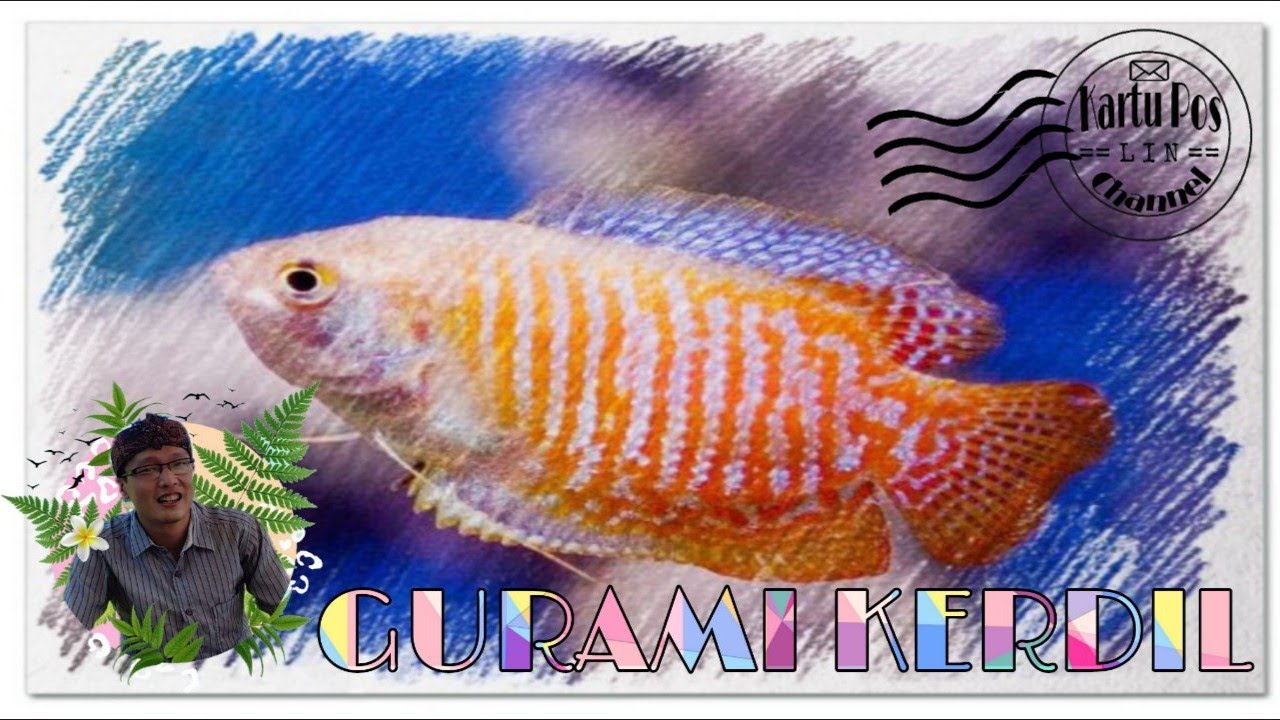 Sepat Ralis alias Gurame Kerdil - YouTube