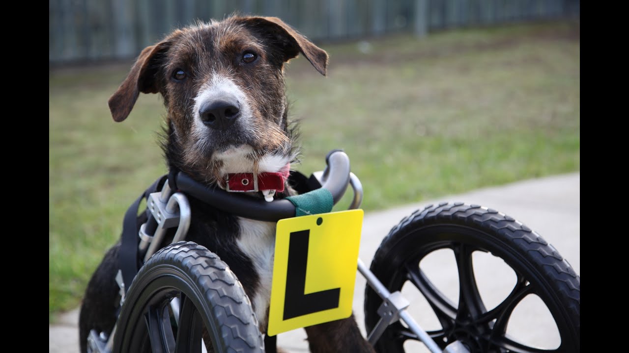 Who Will Adopt Chester? - YouTube