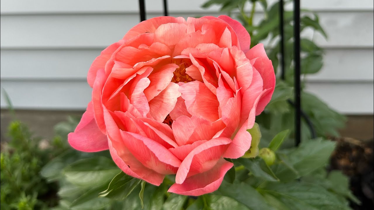 May Garden Tour - DA roses, peonies, Baptisia, native plants - YouTube