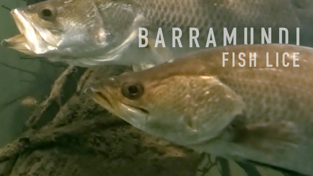 Fish lice (Argulus spp) on wild Barramundi (Lates calcarifer), Finniss ...
