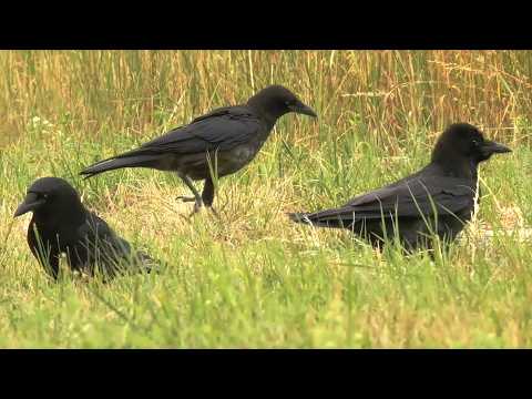 The Crow Chicks of 2026