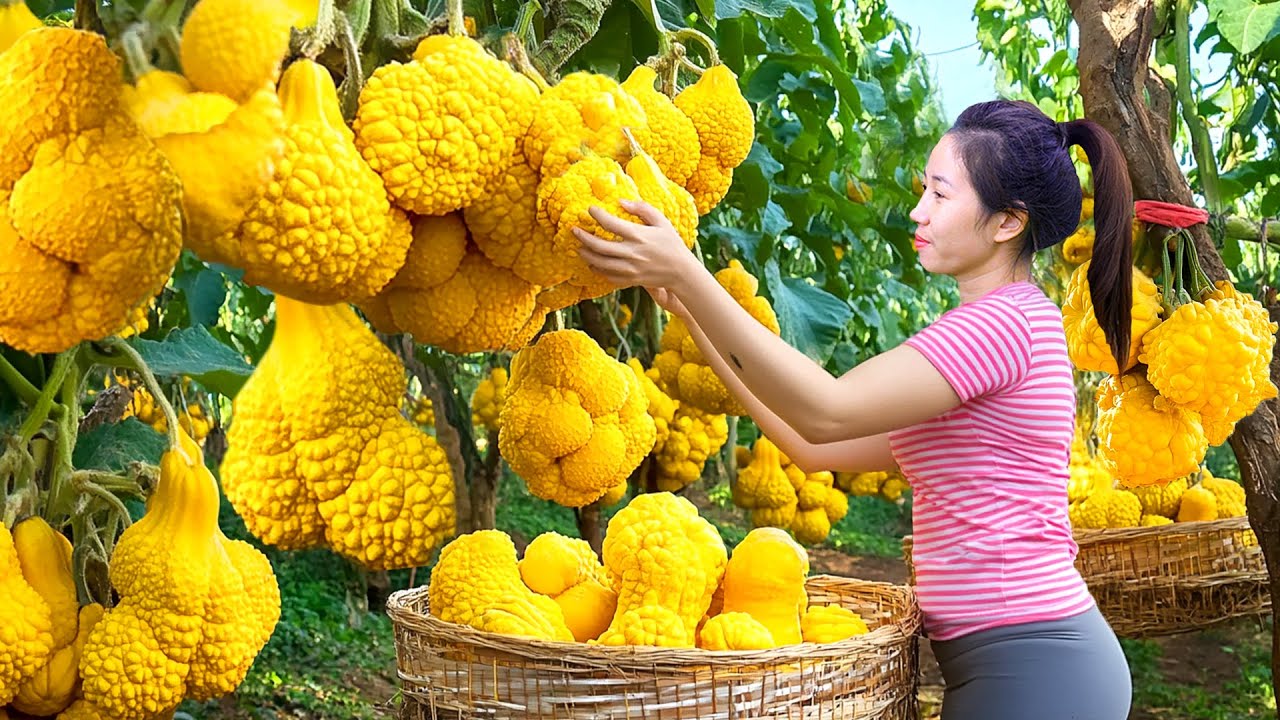 Harvesting GAO GAO- A Rare Fruit,Cook Fish Gao Gao recipe Go To Market ...
