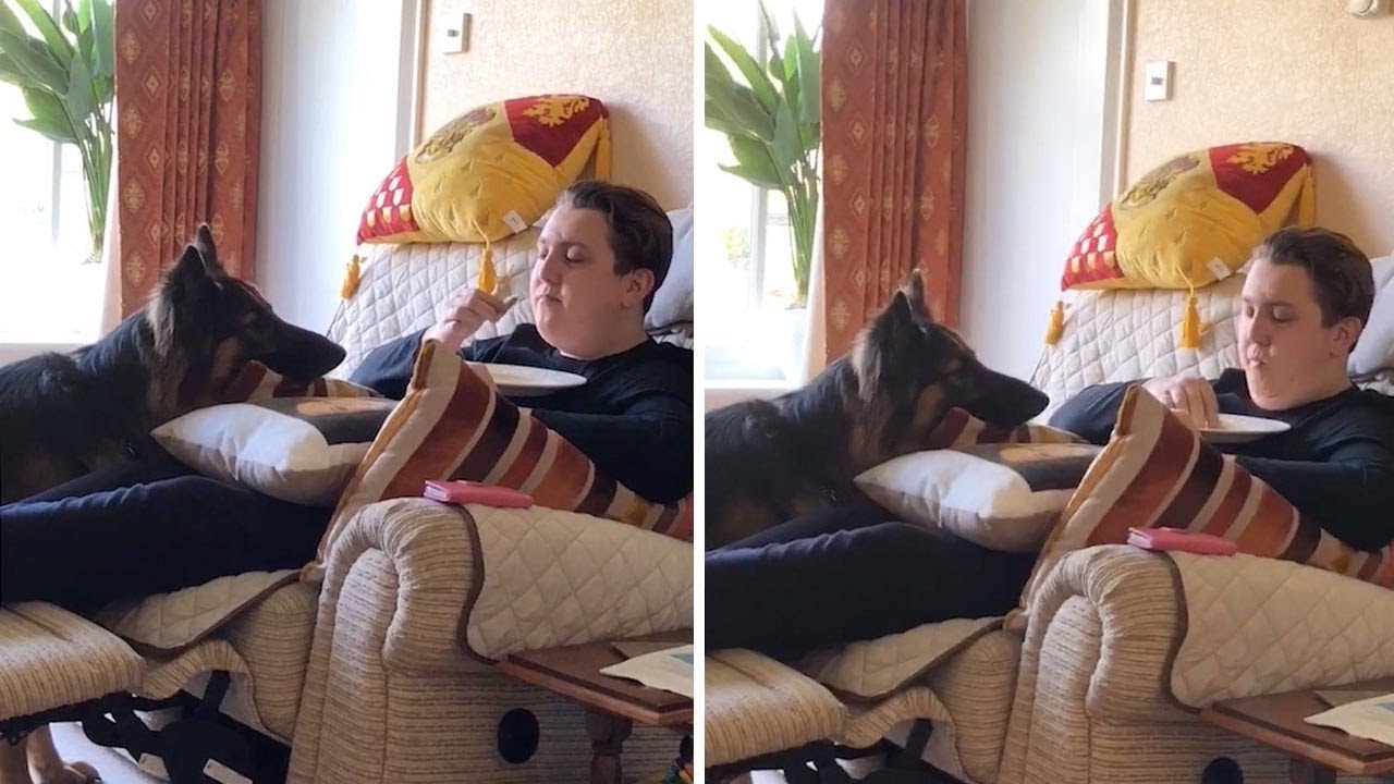 Hungry German Shepherd Wants Bacon Sandwich - YouTube
