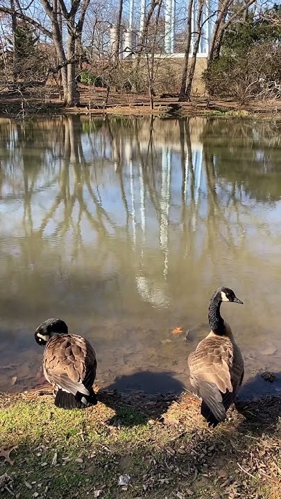 How geese respond to a goose honk - YouTube