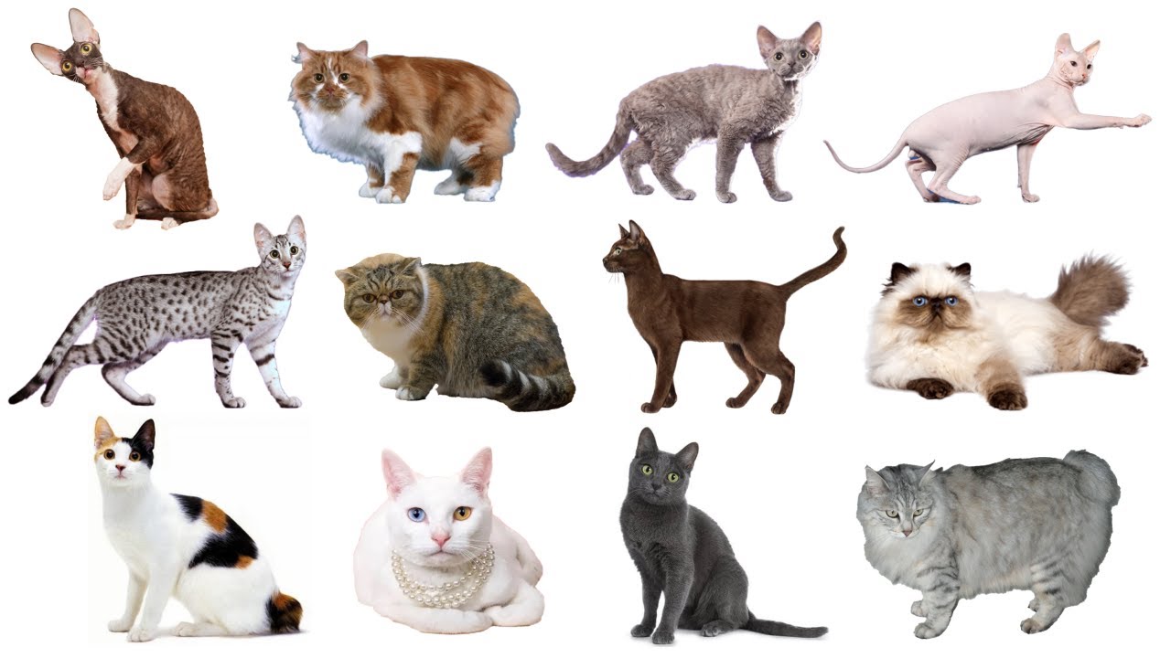Cat Breeds Part 2 | Types Of Cats Part 2 - YouTube