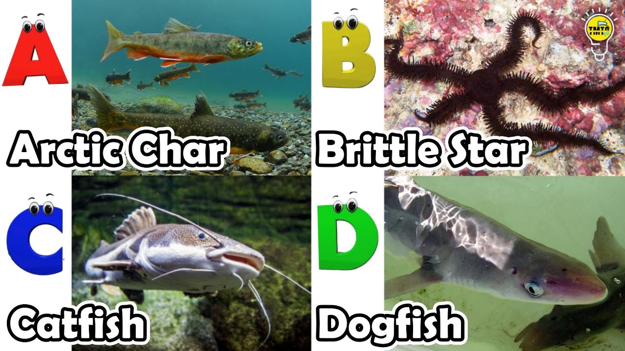 Cute ocean animals | ABC phonics animals | ABC Sea Animals song ...