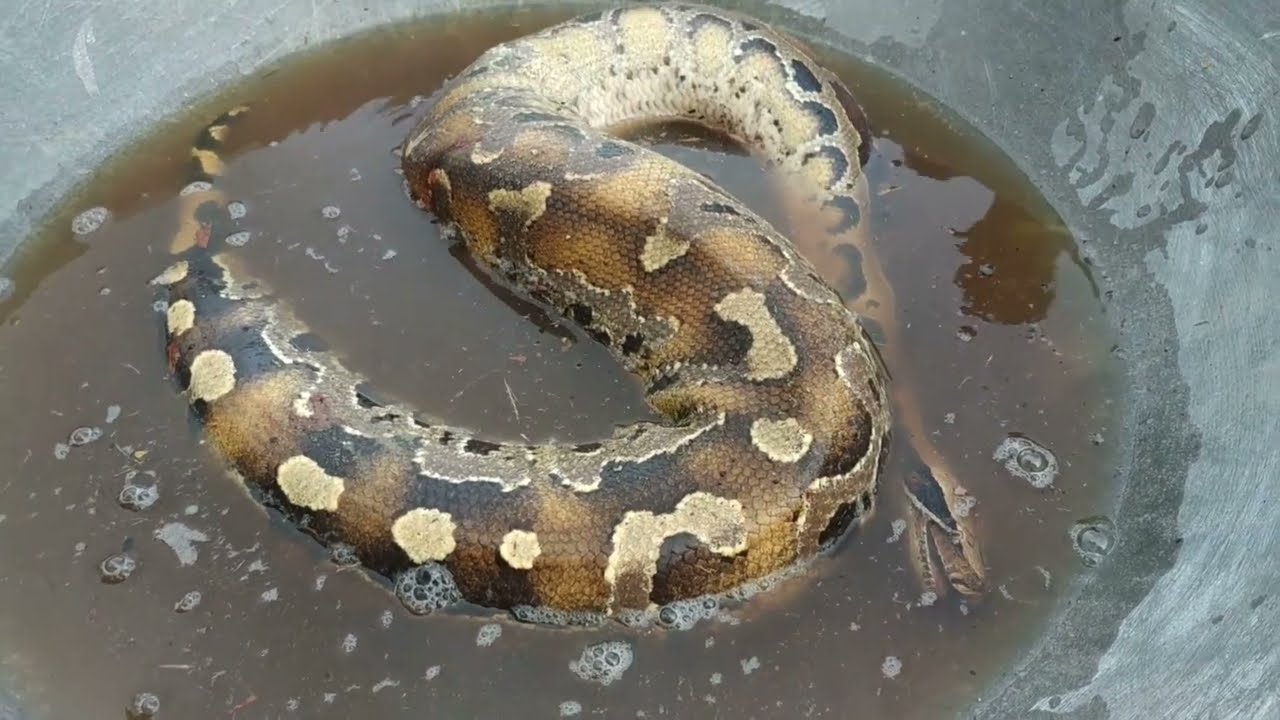 Giant PYTHON #python #ular - YouTube