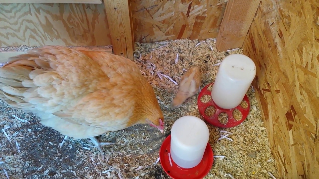 Cutest baby chick at five weeks old. Watch as the broody mother hen ...