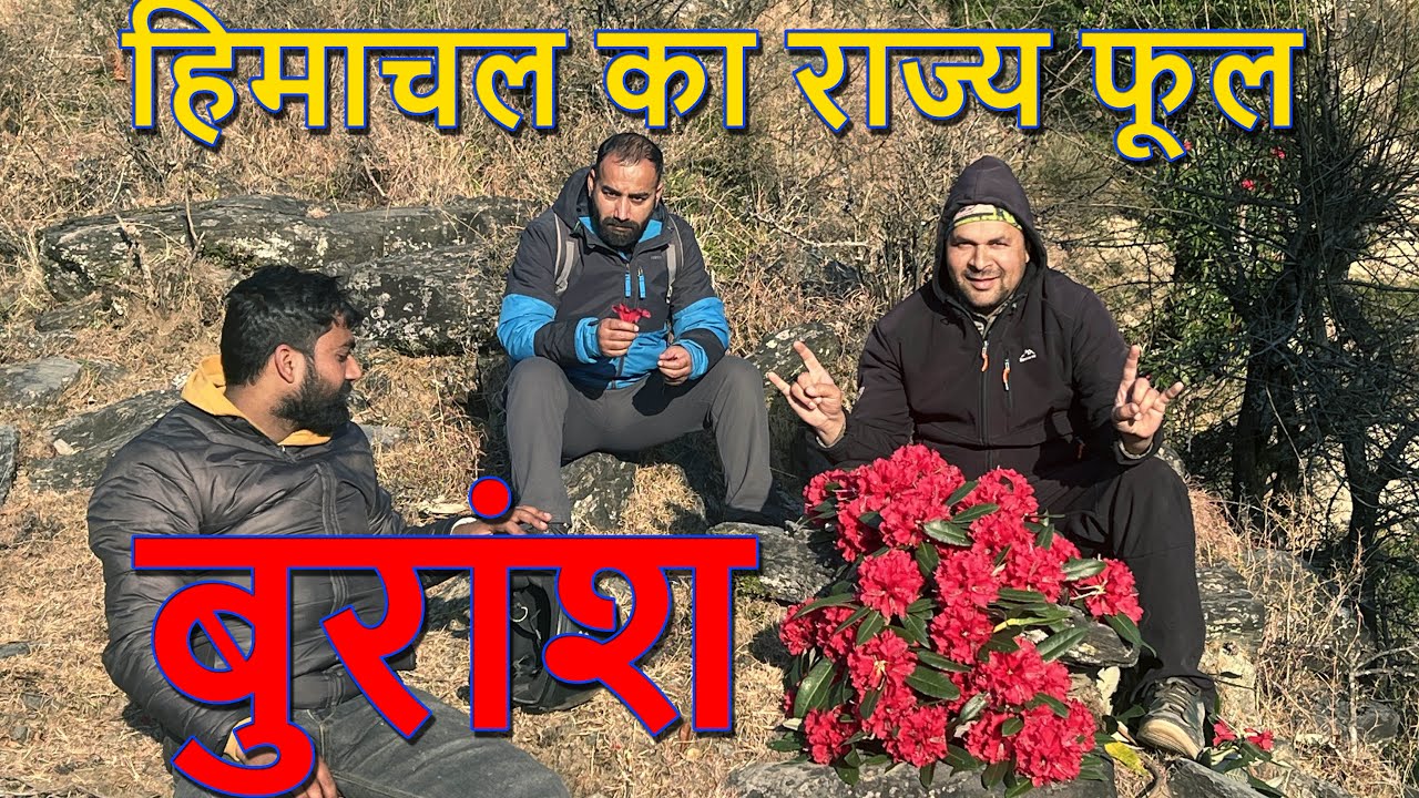 HIMALAYAN BURANSH FLOWER || बुरांश के फूल || RHODODENDRON - YouTube