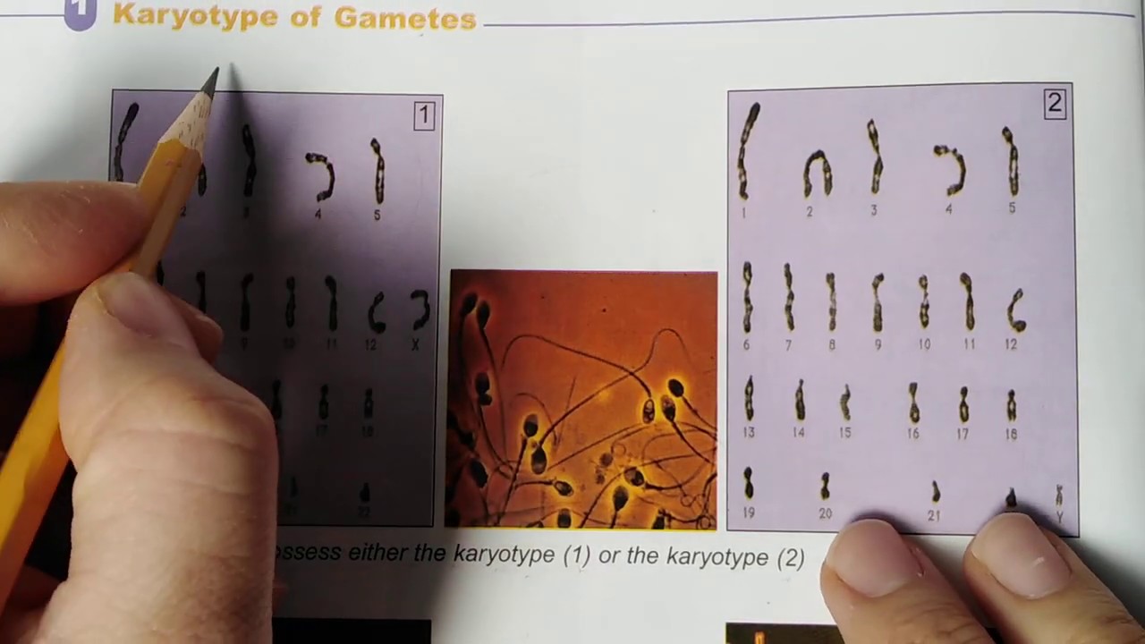 Grade 9 Life and earth science - Chapter 9: Sexual reproduction and ...