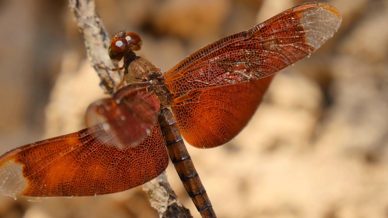 WHY DRAGONFLIES HAVE 4 WINGS - YouTube