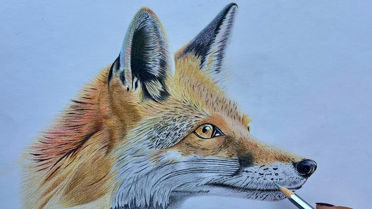 Beautiful Color Pencil Drawing of a Fox|How to Draw Fox#art #drawing # ...