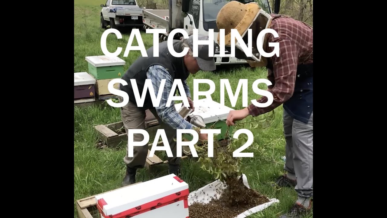 Catching a Swarm Part 2 - YouTube