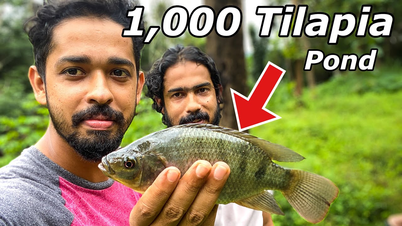 💥ഒരു കുളം നിറയെ മീനുകൾ | A pond full of “beautiful” fishes | Funny ...