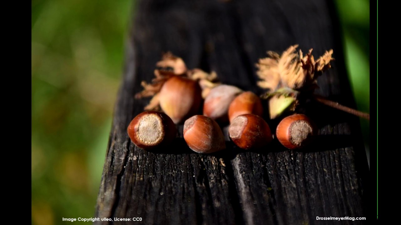 10 Interesting Facts About Hazelnuts In Legends And Myths - YouTube