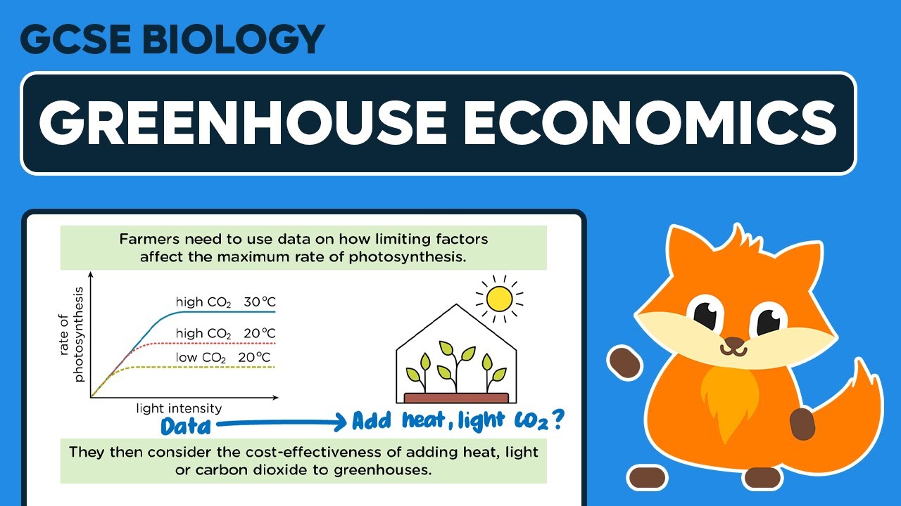 Greenhouse Economics - GCSE Biology - YouTube