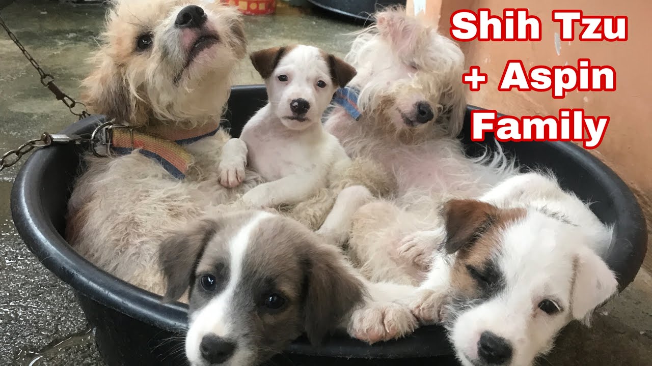4 YEARS OLD SHIH-TZU + ASPIN MIXED AND HER 2 MONTHS BABIES - YouTube