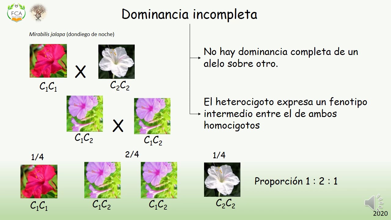 Dominancia Incompleta Vs Codominancia Quadrado Punnett GABARITO 3 ANO
