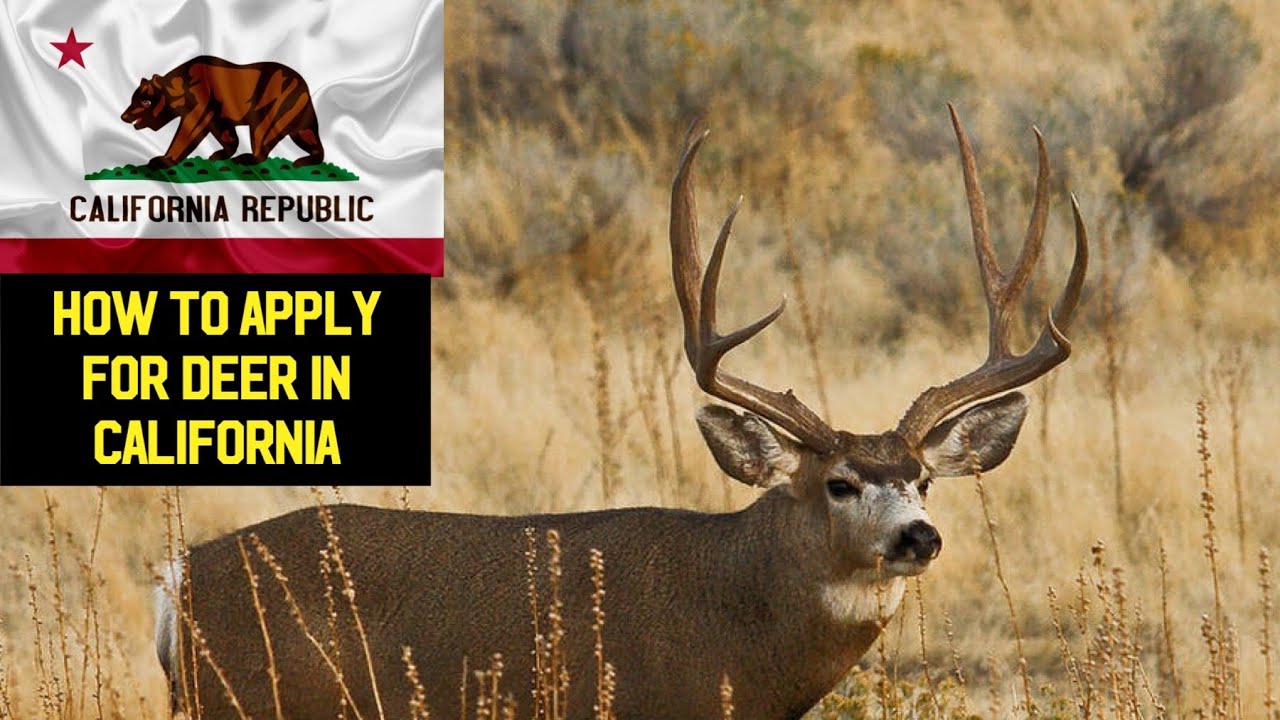 California Deer Application! (How To Apply) - YouTube