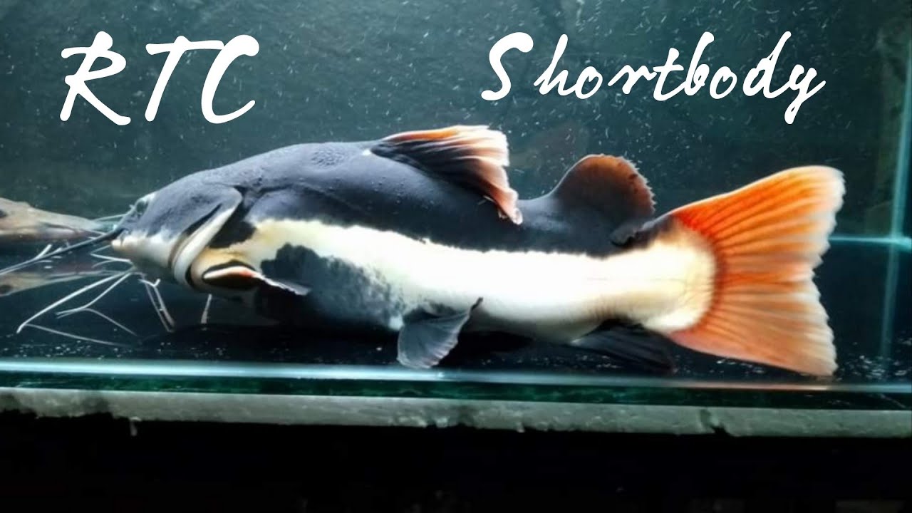 Red Tail Catfish Short Body RTC - YouTube